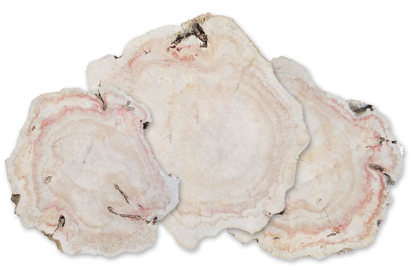 Box Elder Cross Cut Slabs