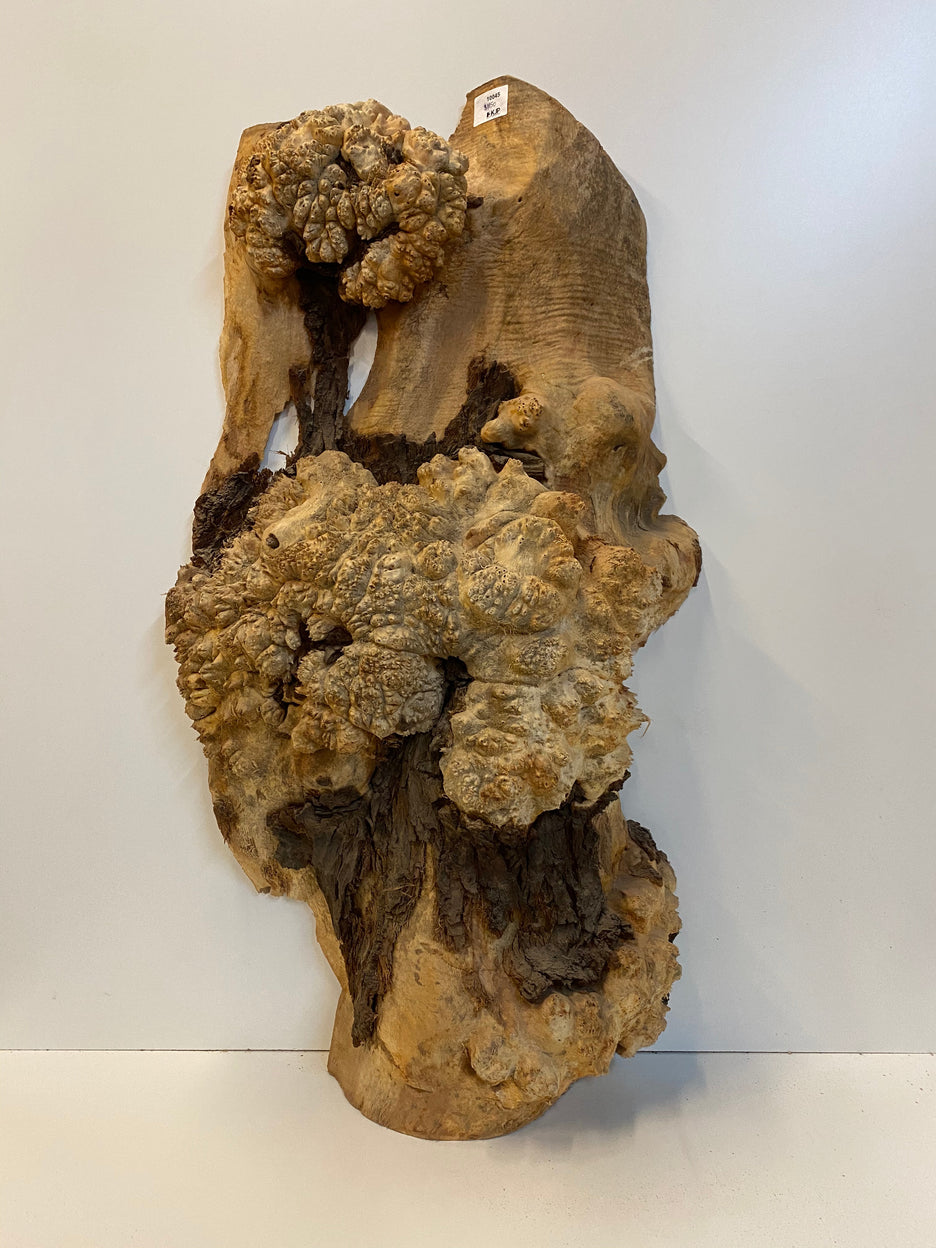 Maple Burl | Buy Maple Burl Wood Slabs Online - KJP Select Hardwoods