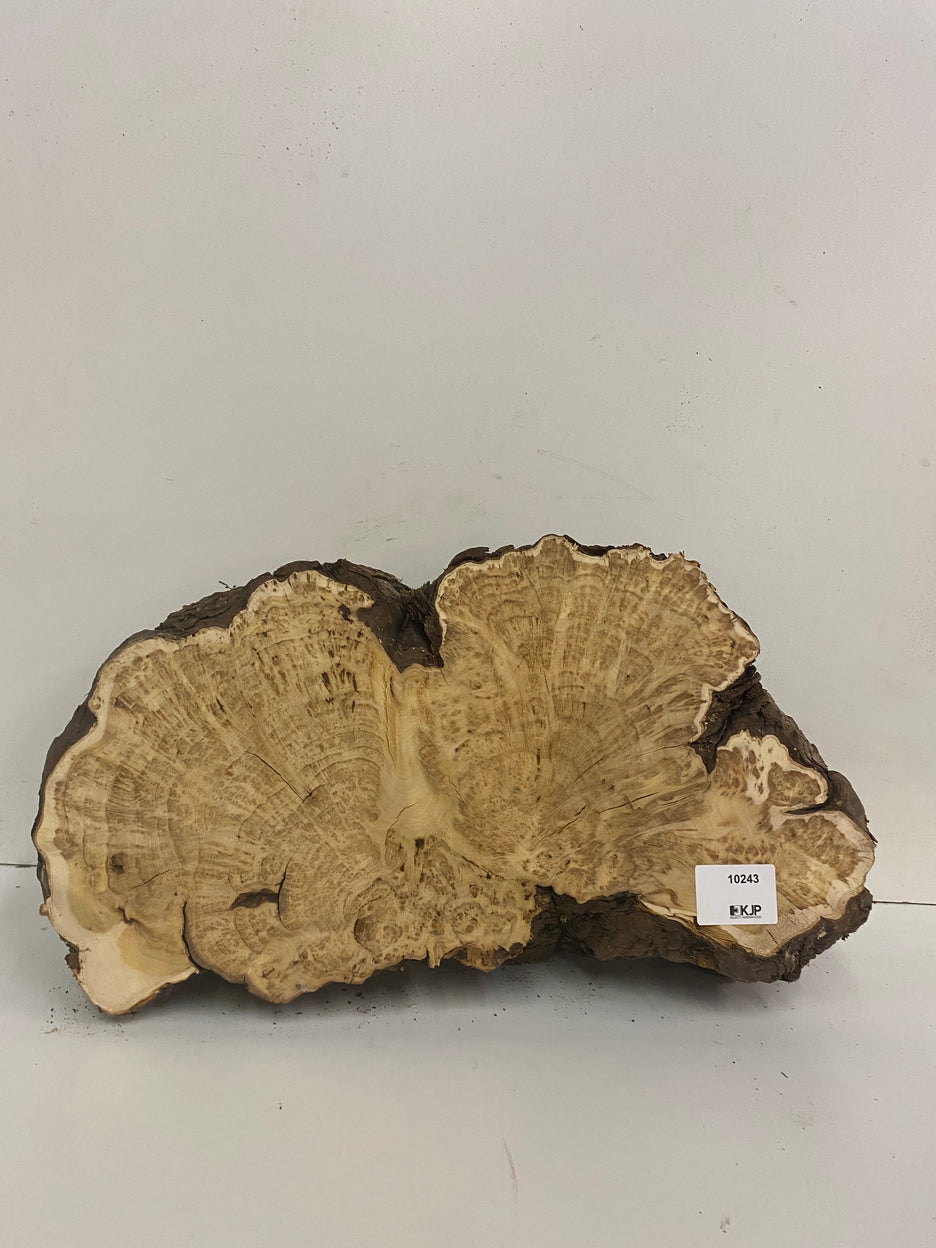 Yellow Cedar Burl — KJP Select Hardwoods