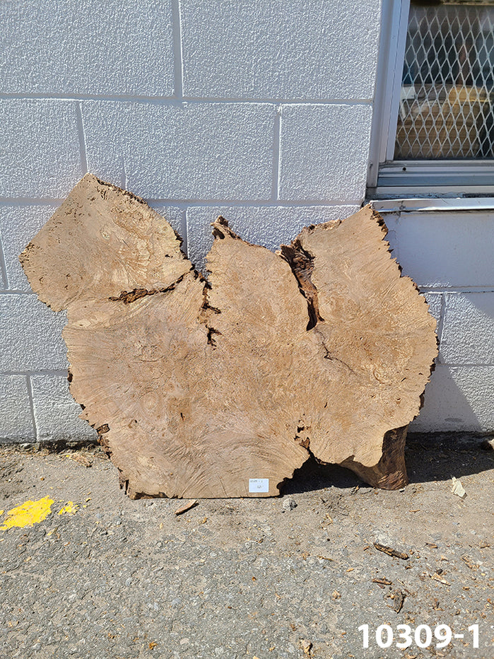 Maple Burl | Buy Maple Burl Wood Slabs Online - KJP Select Hardwoods