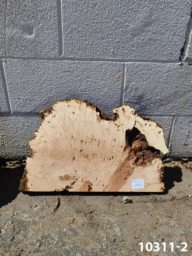 Maple Burl | Buy Maple Burl Wood Slabs Online - KJP Select Hardwoods