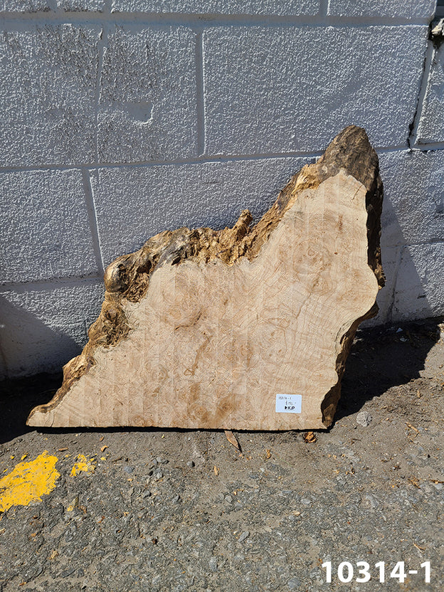 Maple Burl | Buy Maple Burl Wood Slabs Online - KJP Select Hardwoods